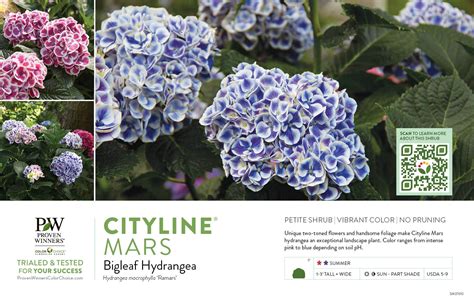 Hydrangea Cityline® Mars Bigleaf Hydrangea 11x7 Variety Benchcard