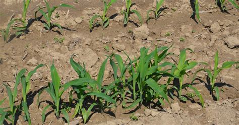 How To Pick A Profitable Corn Seeding Rate