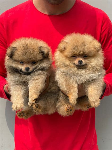 Toy Pomeranian Price In India Toy Pomeranian Dog Price In India Buy