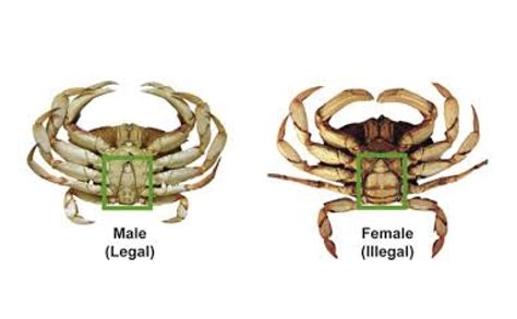 Illegal Crab Fishermen Fined 3 300 For North Vancouver Haul CBC News