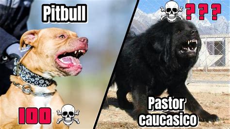 Perros Prohibidos En Todo El Planeta Tierra Youtube