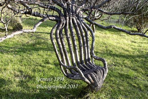 Artists Spend 9 Years ‘training A Tree To Grow Into A ‘living Chair