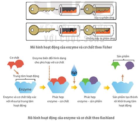 Chuyên đề Sinh Bài Kết nối tri thức Khái quát về công nghệ Enzyme Giải Chuyên đề học