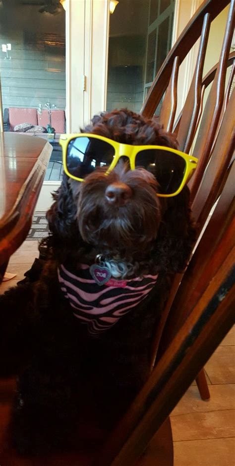 Obsessed With My Cockapoo Square Sunglass Rayban Wayfarer Sunglasses