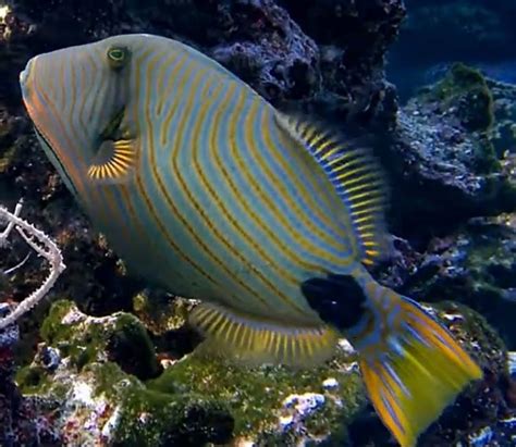 Undulate Triggerfish Balistapus Undulatus