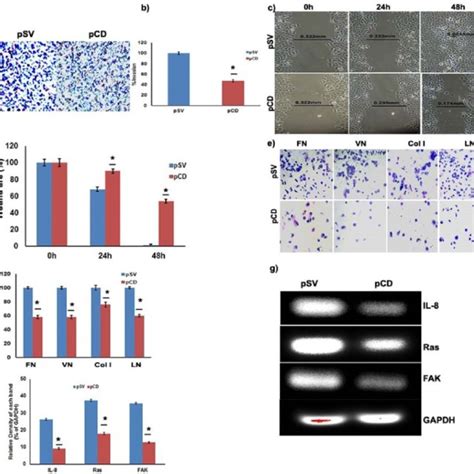 Rnai Mediated Depletion Of Cd151 Induces Apoptosis And Inhibits