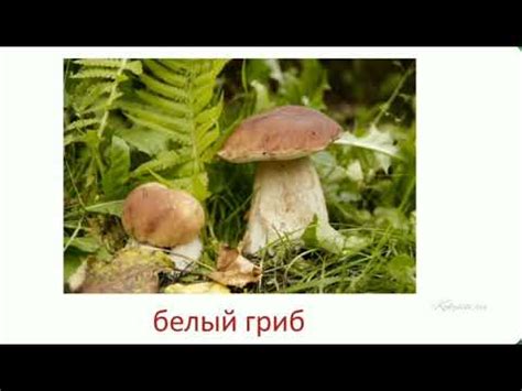 Карточки Домана грибы - YouTube