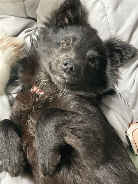 검은 강아지 🖤네로🖤 입양신청받는중 On Twitter 새로운 닮은꼴 패딩턴