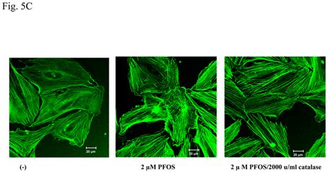 Pfos Induces Actin Filament Remodeling Through Ros Production In Hmvec