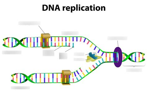 Dna Replication Diagram Diagram Quizlet