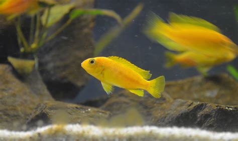 Pseudotropheus Tropheops Chilumba Strona 3 Chów Pyszczaków Forum Klub Malawi Pl