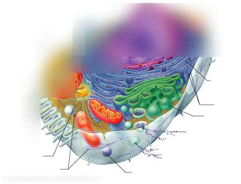 The Cell 3 Diagram Quizlet