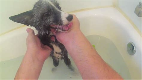 Oh No Its Fox Bath Time Bath Time Animal Pictures Fox
