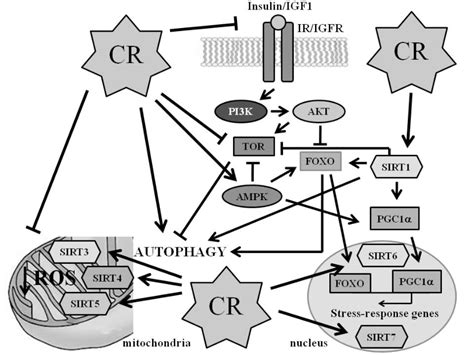 Foxo Transcription Factor Activation By Oxidative Stress Telegraph