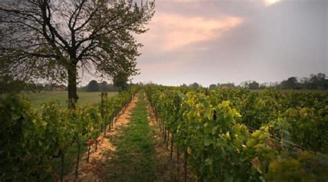 Colli Dei Longobardi Con L Aumento Delle Vendite Il Territorio Brinda