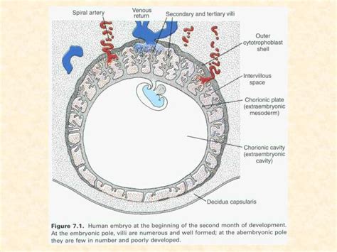 Ppt Fetal Membranes And Placenta Powerpoint Presentation Id490342
