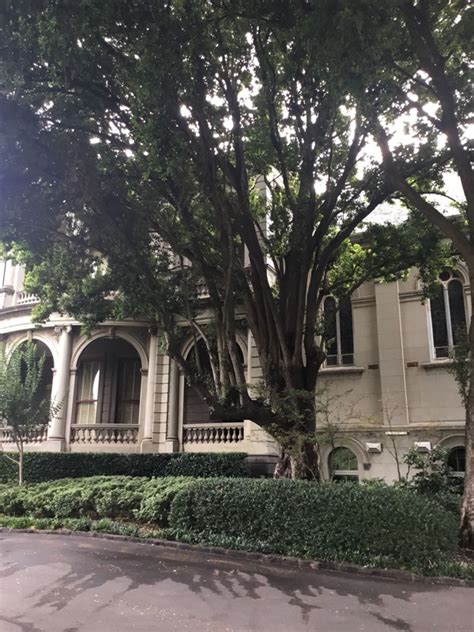 Tree Audits And Site Surveys Arbor Assess