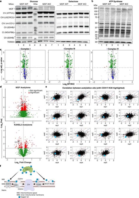 Proteomics And Acetyl Proteomics Upon Mof And Kansl2 Depletion A