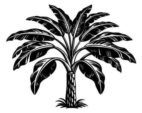 Banana Tree Drawing 43568858 Vector Art At Vecteezy