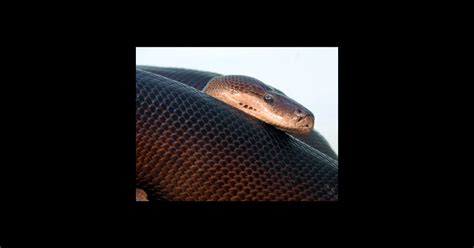Olive Python Python Sticker Teepublic