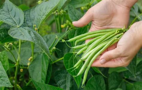 Long String Beans The Versatile Vegetable For Any Meal