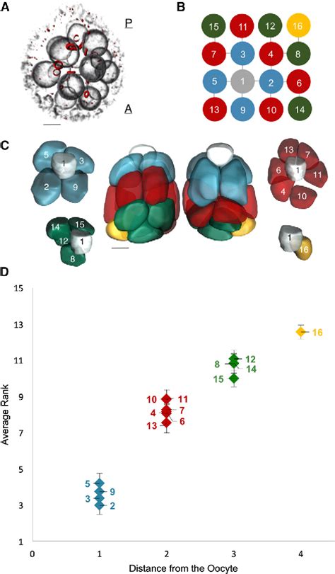The Model Reveals Allometric Growth In A Small Cell Network Semantic Scholar