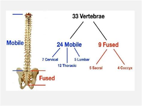 Cervical Thoracic Lumbar Sacral Spine Radiography Ppt