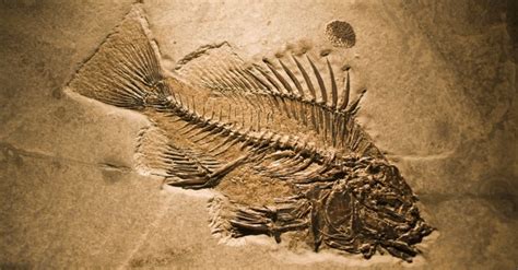 La extinción del perfil de maquetador web Paradigma