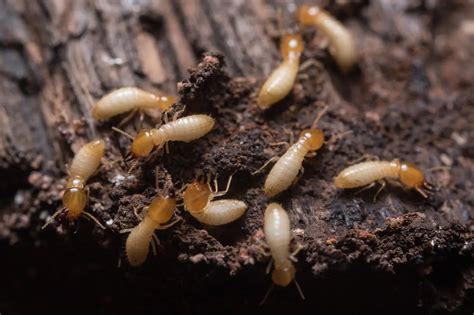 Are Termites Decomposers Termite Ecosystem All About Wildlife