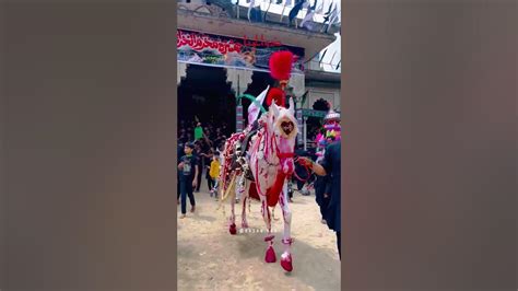 Zuljanah 10 Muharram Imamhussain Zuljanah Trendingshorts Muharram Noha 2023status Alamdar