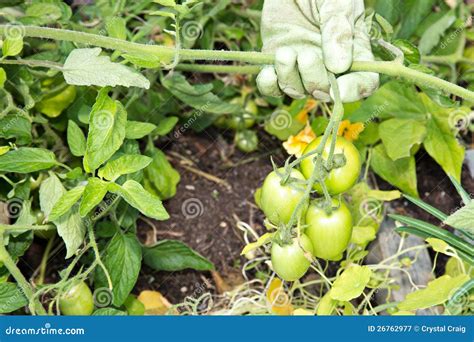 Groene Tomaten Op De Wijnstok Stock Afbeelding Image Of Voedings
