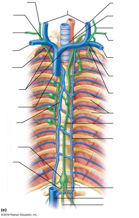 A P II Chapter 22 Lymphatic Ducts Diagram Quizlet