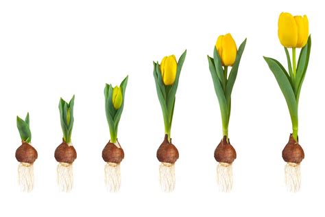 When To Plant Tulip Bulbs Minneopa Orchards