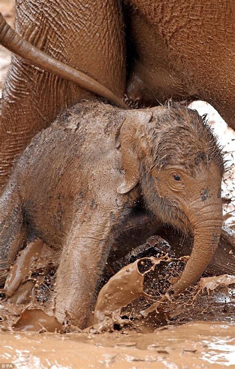 Cctv Captures Rare Asian Elephant Enters The World After Its Mother