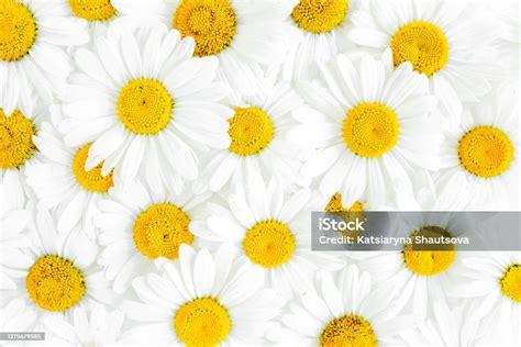 흰색 배경에 차모마일로 만든 패턴 플랫 레이 상단 뷰 플로럴 배경 0명에 대한 스톡 사진 및 기타 이미지 0명 건강관리와