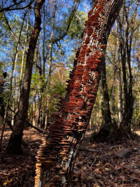 Trichaptum Biforme R Mycology