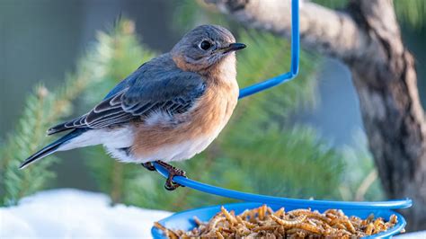 A Complete Guide To Feeding Birds With Dried Mealworms Walkon