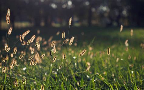 Nature Bokeh Wallpapers Top Free Nature Bokeh Backgrounds