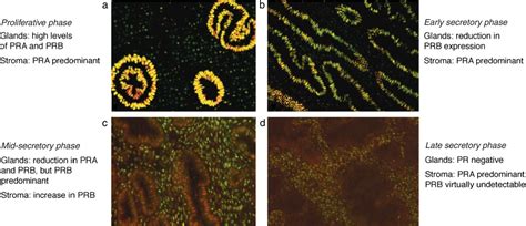 Figure 3 From The Role Of The Endometrium And Embryo In Human