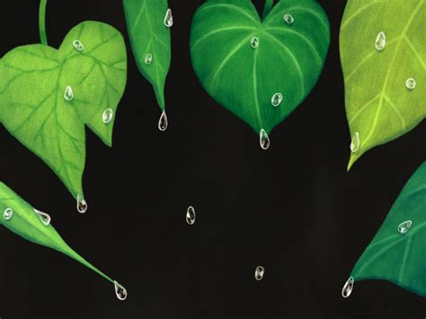 Drip Tips Rainforest Adaptations At Jasper Saranealis Blog