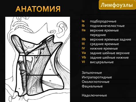 Лимфоузлы шеи схема кт