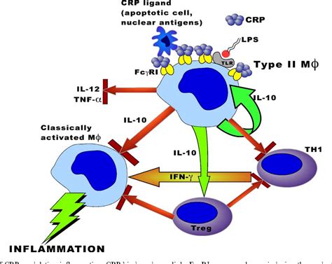 C Reactive Protein Ligands Receptors And Role In Inflammation Semantic Scholar