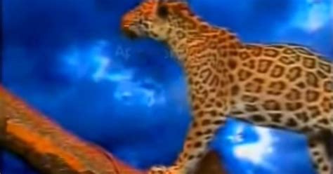 Novela Pantanal Vai Ganhar Remake Na Globo Em 2021 Gzh