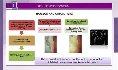 Root Biomodification Ppt