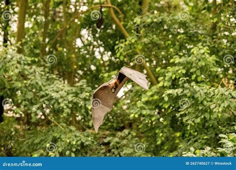 A Little Red Flying Fox Bat Flying And Hunting With The Green Foliage
