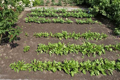 Avoid Cross Pollination How To Stop Plants From Cross Pollinating Each