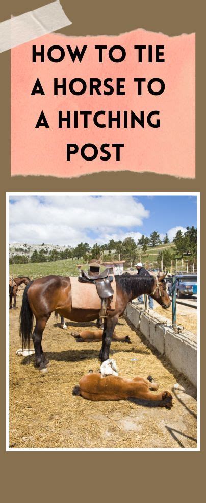 How To Tie A Horse To A Hitching Post Artofit