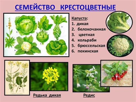 Семейство Крестоцветные Online Presentation
