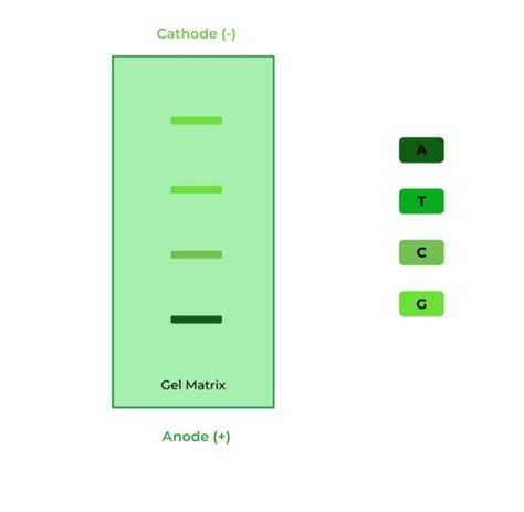 Biotechnology DNA Sequencing On The MCAT MedLife Mastery
