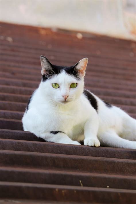 Silver Cat Photos, Download The BEST Free Silver Cat Stock Photos & HD ...